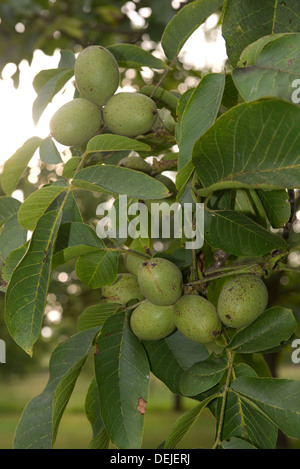 Walnuts in fruit on trees, Sainte-Foy-la-Grande, Gironde, France Stock ...