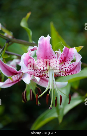 Lilium speciosum rubrum flowers Stock Photo - Alamy