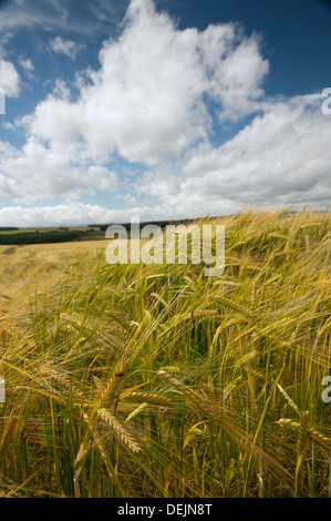 Winter barley, nearly ripe. Aberdeenshire, Scotland Stock Photo - Alamy