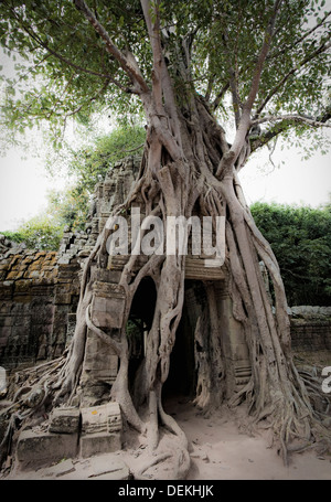 Strangler fig root growing over temple rubble, Ta Prohm Temple, Angkor ...