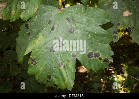 A maple-tree leaf with black blotches called 'tar spots' indicating ...
