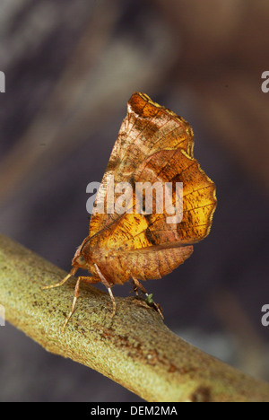 Early thorn moth (Selenia dentaria) on bark. Moth in the family ...