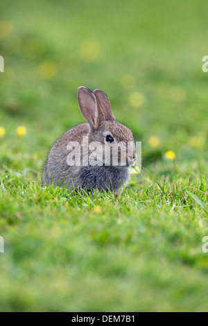 Rabbit Oryctolagus cunniculus juvenile young Stock Photo - Alamy