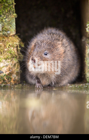 water vole arvicola terrestris with teeth showing in reeds Stock Photo ...