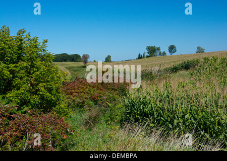 Cornfields in Quebec Stock Photo - Alamy