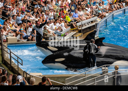 SeaWorld Orlando Florida USA Riding the killer whale Shamu Stadium ...