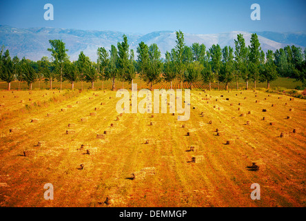 Haystacks on the field in Autumn season. Rural landscape with cloudy ...