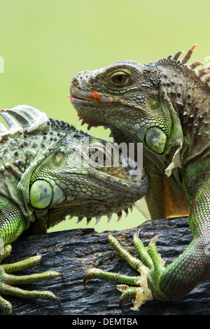 A Green iguana on tree branch with blur background, closeup shot Stock ...