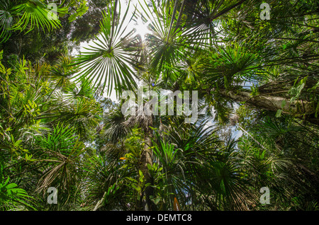 Aguajal or buritzal palm swamp, rainforest, Rio Napo, amazon, Peru ...