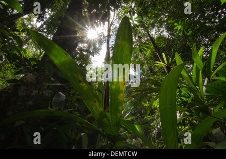 Irapay Palm Lepidocaryum tessmanii Stock Photo - Alamy