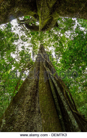 Cedro rainforest timber tree Cedrela odorata (sometimes split into ...