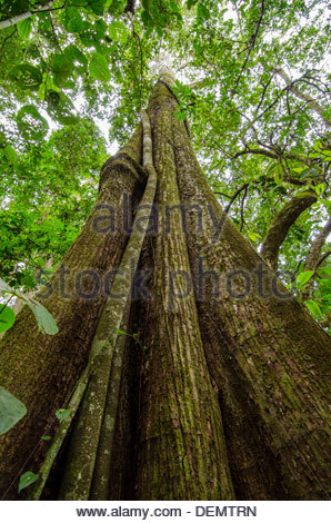 Cedro rainforest timber tree Cedrela odorata (sometimes split into ...