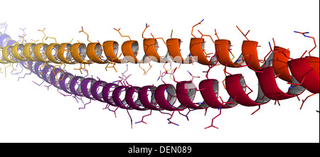 Keratin intermediate filament, chemical structure. Keratin is one of ...