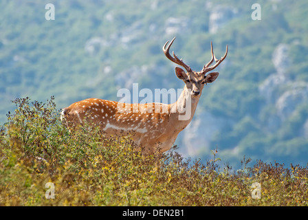 Male Mesopotamian (Persian) Fallow Deer (Dama dama Mesopotamica ...