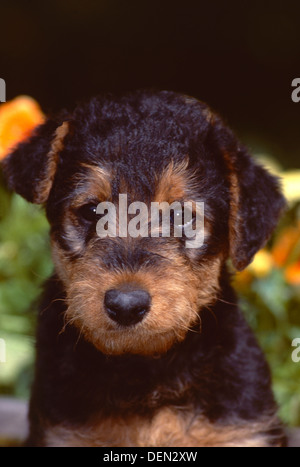 Airedale Terrier head Stock Photo - Alamy