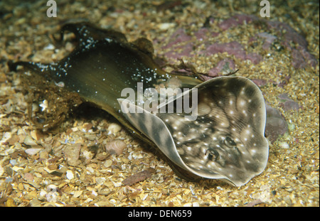Undulate Ray (Raja undulata) hatching Stock Photo - Alamy