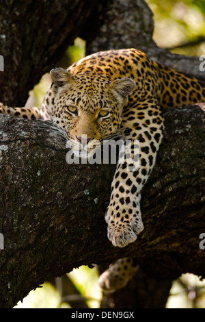 leopard (Panthera pardus), female resting on a tree branch, Botswana ...