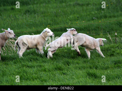 Domestic sheep, lambs playing in a field, Norfolk, UK, March Stock ...