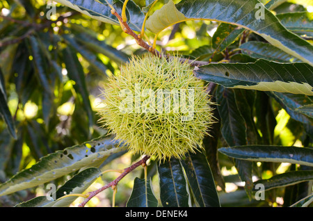 Chestnut close up with a chestnut tree in background in autumn Stock ...