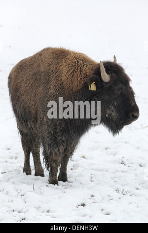 Bison in snow that are bred on the Rhug estate organic farm near Corwen ...