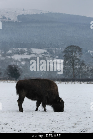Bison in snow that are bred on the Rhug estate organic farm near Corwen ...