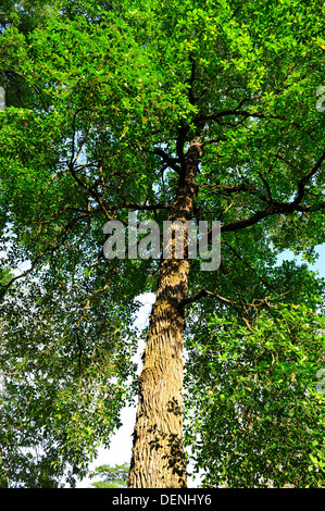The Tembusu Tree (Singapore Botanic Gardens Stock Photo - Alamy
