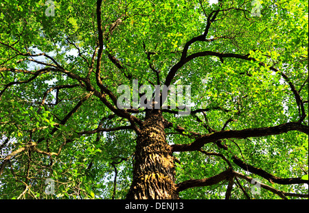 The Tembusu Tree (Singapore Botanic Gardens Stock Photo - Alamy