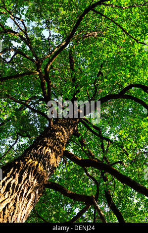The Tembusu Tree (Singapore Botanic Gardens Stock Photo - Alamy