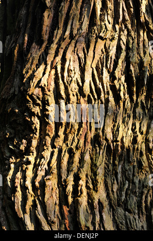 The Tembusu Tree (Singapore Botanic Gardens Stock Photo - Alamy