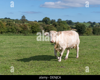 White Charolais cattle in a green pasture. Charolais are popular for ...