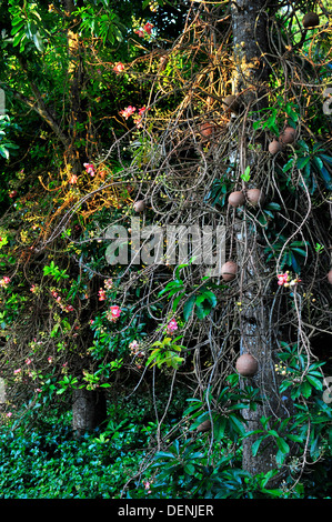 A Cannonball Tree in Singapore Botanic Gardens, Singapore Stock Photo ...