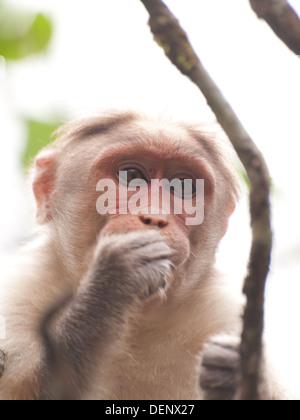 Wild monkey Munnar Hills Kerala India Stock Photo - Alamy