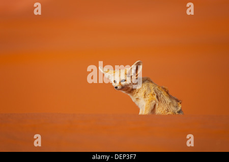 Fennec Fox , Sahara Desert, Merzouga, Morocco Stock Photo: 147901088 ...