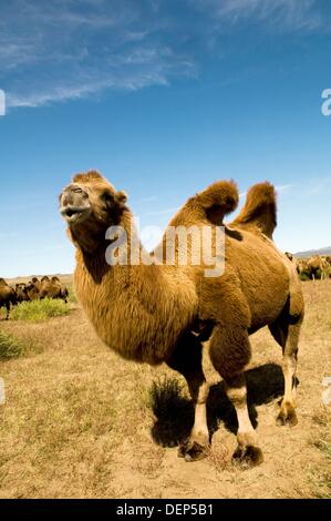 double hump camel Bactrian Camel native to Asia Stock Photo - Alamy