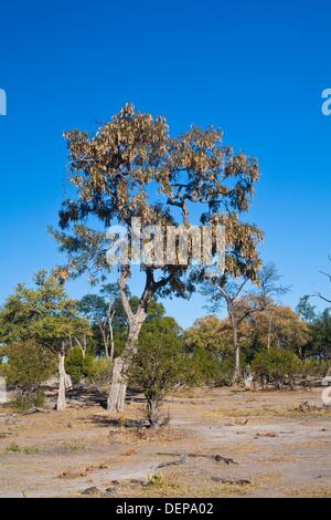 Lonchocarpus capassa (Rain tree) in a dry Gonarhezou savanna Stock ...