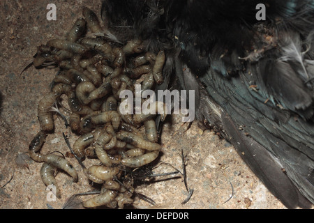 Maggots on carcass Stock Photo - Alamy