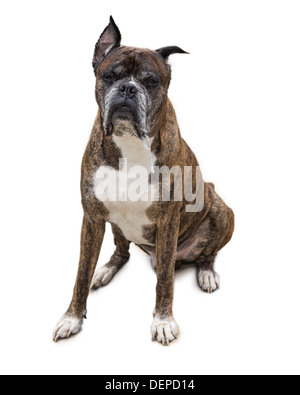 old boxer dog Stock Photo - Alamy