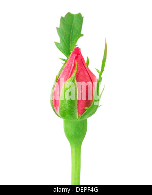 rosebud rose isolated on white background Stock Photo - Alamy