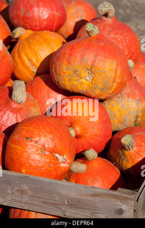 The big pumpkins in box. Agriculture, halloween concept Stock Photo - Alamy