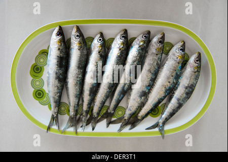 eight raw sardines (Sardina pilchardus) on plate Stock Photo - Alamy