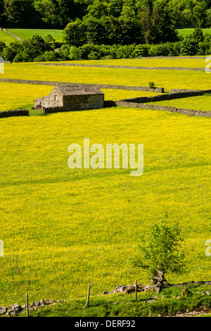 Wild flower meadow near Gunnerside, Yorkshire Dales National Park Stock ...
