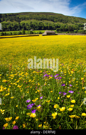 Wild flower meadow near Gunnerside, Yorkshire Dales National Park Stock ...