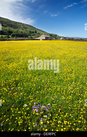 Wild flower meadow near Gunnerside, Yorkshire Dales National Park Stock ...