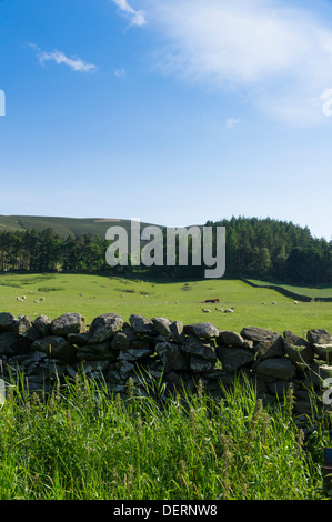 Agricultural landscape at Drumelzier, Scottish Borders, upper Tweed ...