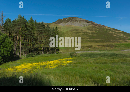 Agricultural landscape at Drumelzier, Scottish Borders, upper Tweed ...