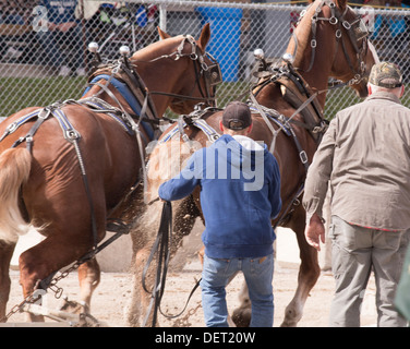 Belgian team pulling weight load in heavy horse pull competition at ...