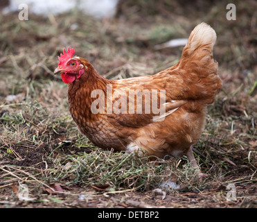 A brown hen digging in the ground of a chook pen Stock Photo - Alamy