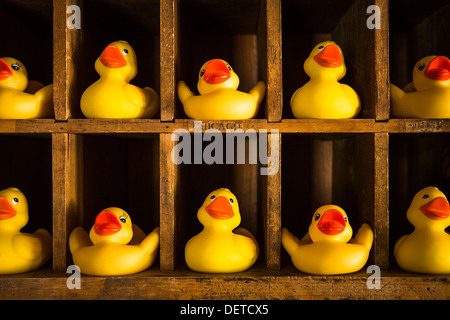 Getting your ducks in a row Stock Photo - Alamy