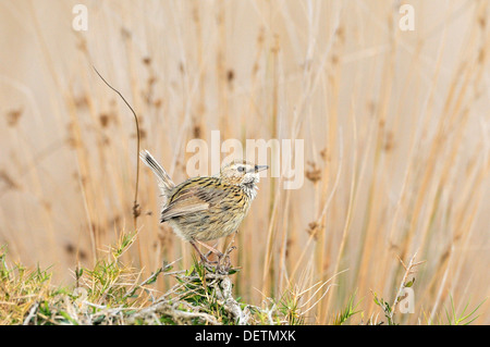 Striated Fieldwren Calamanthus fuliginosus Photographed in Tasmania ...