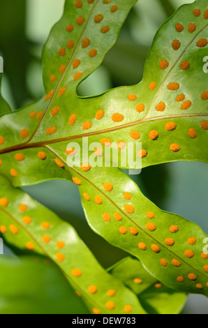 Polypody ferns (Polypodium fern, Polypodies, Rockcap ferns) growing out ...